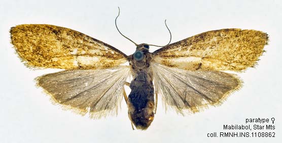 Papua Insects Foundation (Lepidoptera/Erebidae(Arctiinae)/Lambula ...